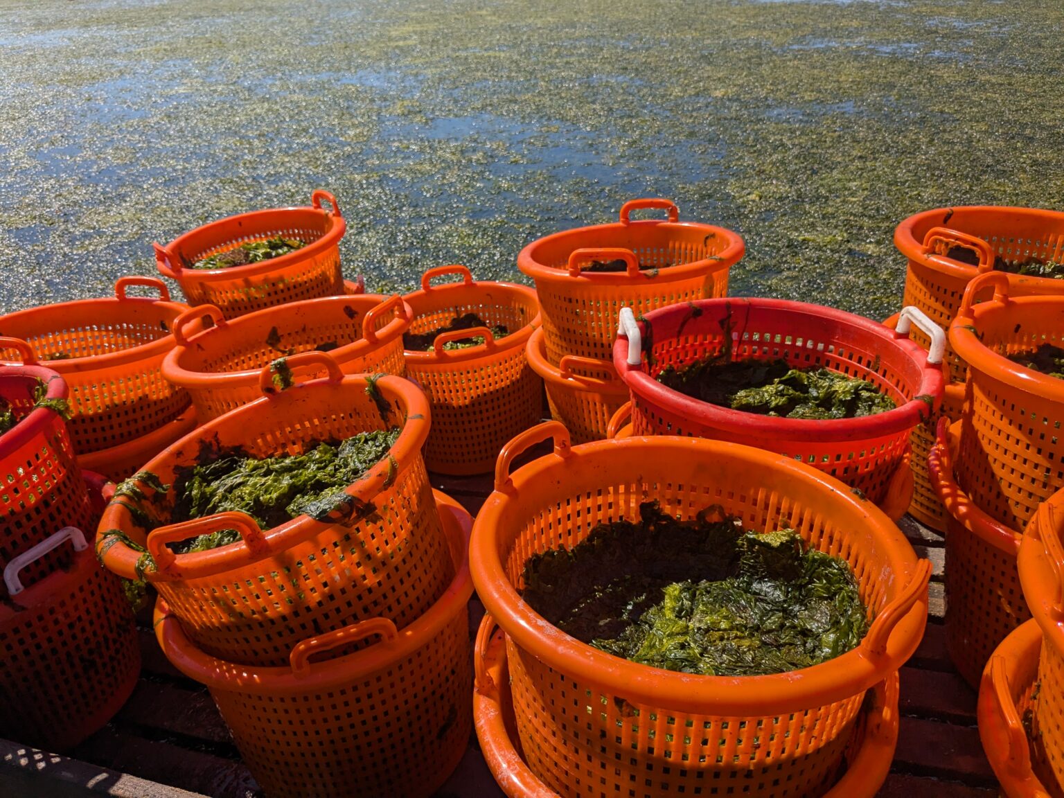 Compost and Local Organic Nutrients | Soils & Organic Farming Systems ...