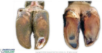 June | 2018 | Dairy News Site | Washington State University