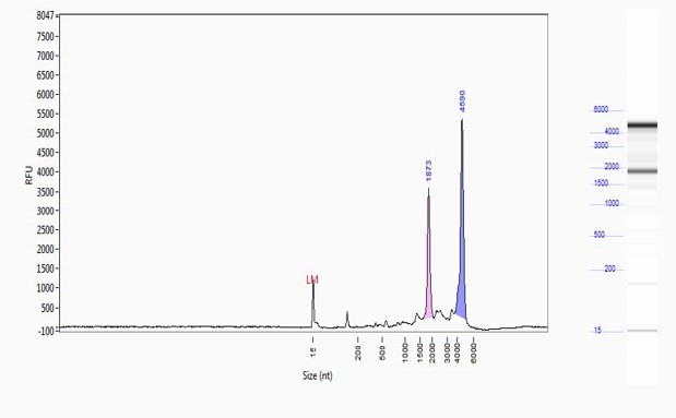 Sequencing RNA | Laboratory for Biotechnology and Bioanalysis ...