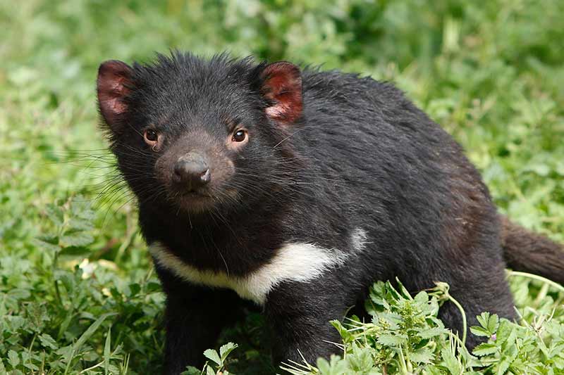 Tasmanian devils evolve to resist deadly cancer | Office of Research ...