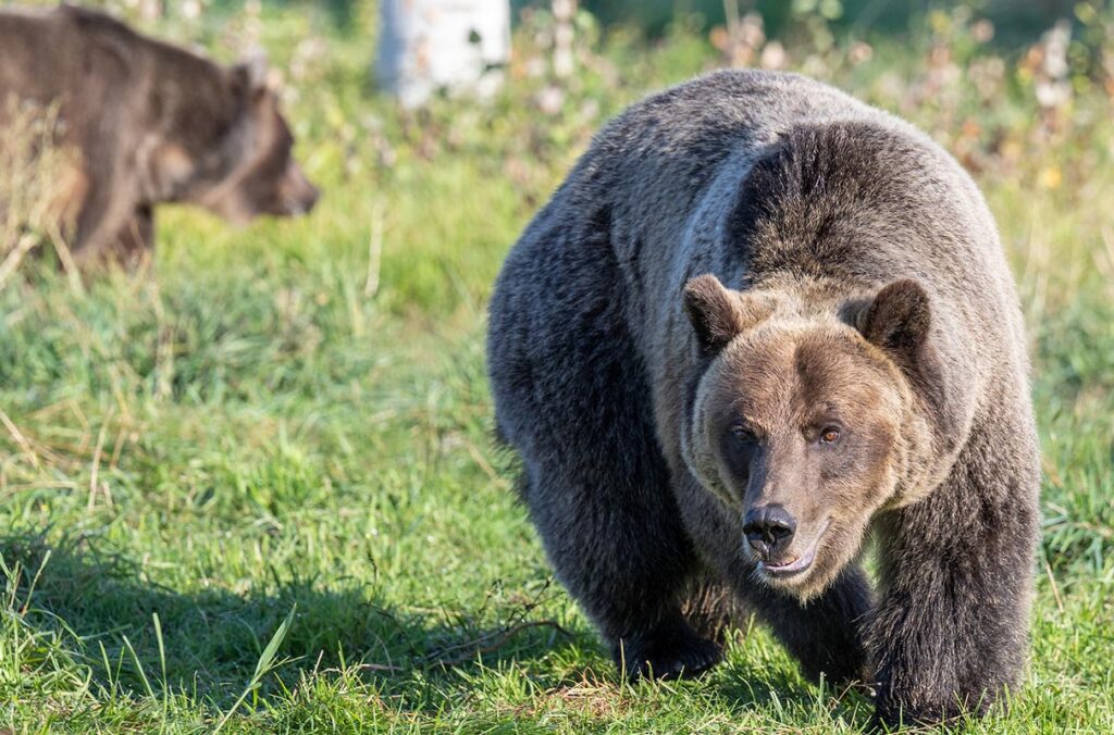 Bear genes show circadian rhythms even during hibernation | Office of ...