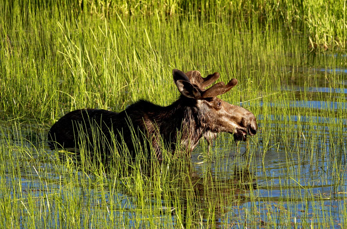 Parasitic worm likely playing role in decline of moose populations ...