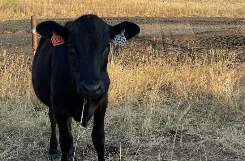 WSU Wagyu breeders announce their first dual-inheritance hornless ...