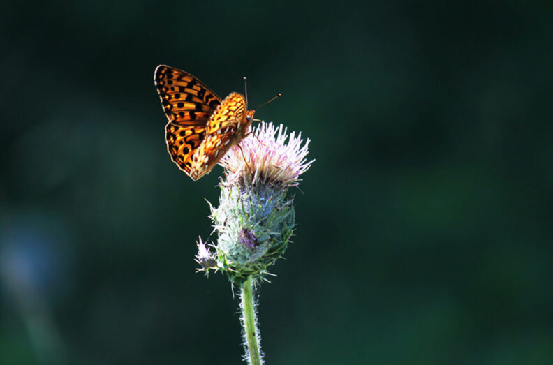 At-risk butterflies more likely to survive with human help | Office of ...