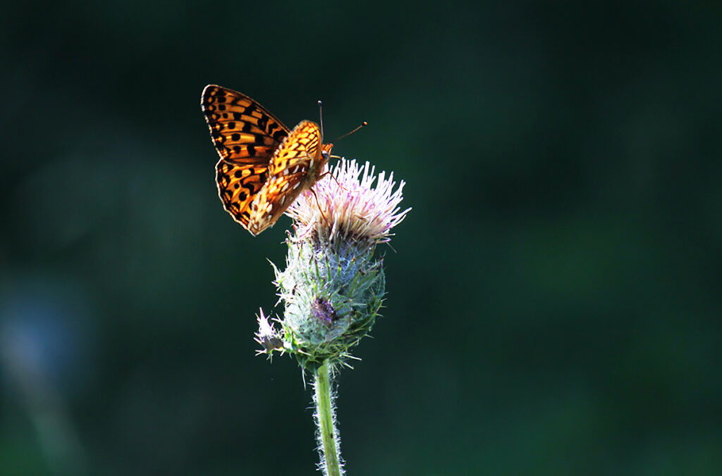 At-risk butterflies more likely to survive with human help | Office of ...