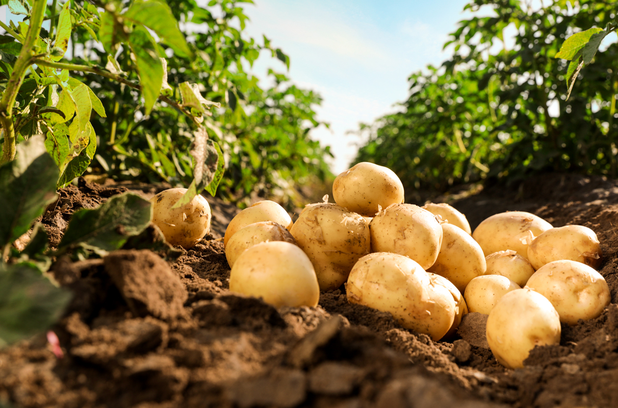 New program looks to expand early pathogen detection in potato crops ...