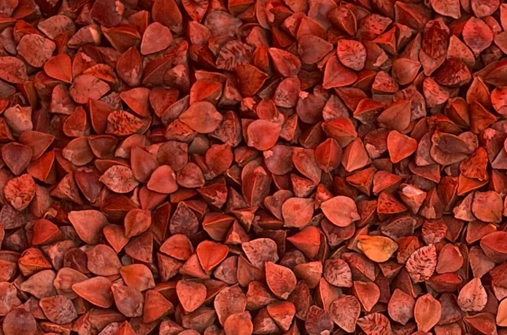 WSU’s first buckwheat variety named for inspiring Olympic Peninsula ...