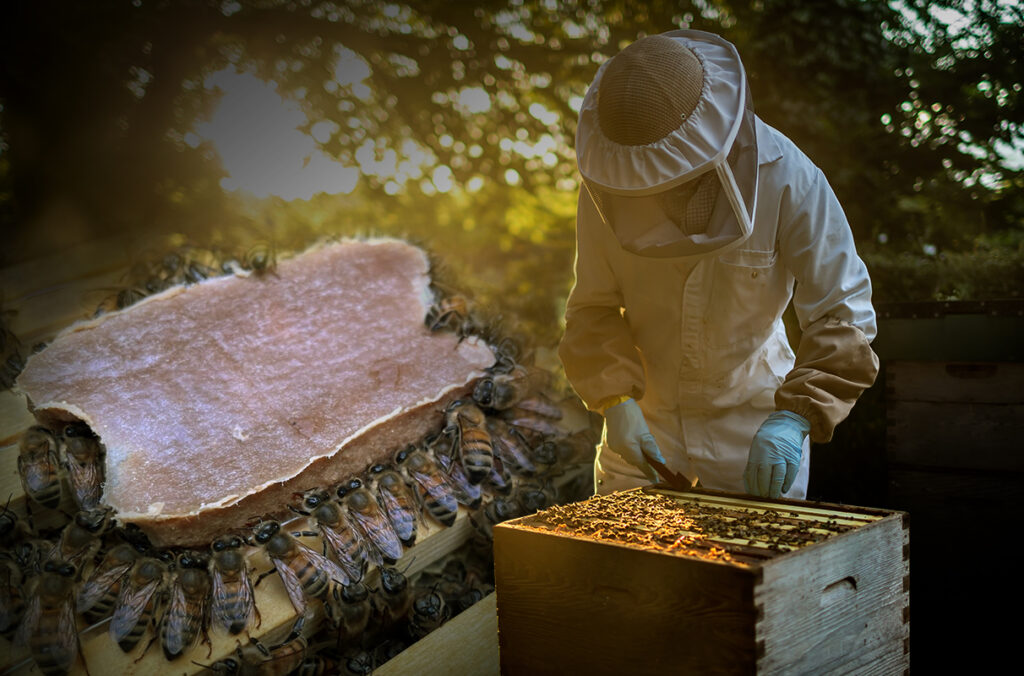 New pollen-replacing food for honey bees brings new hope for survival ...