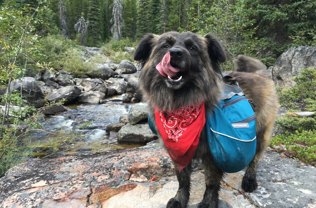WSU surgeons remove rare tumor from retired veterinarian’s dog | Office ...