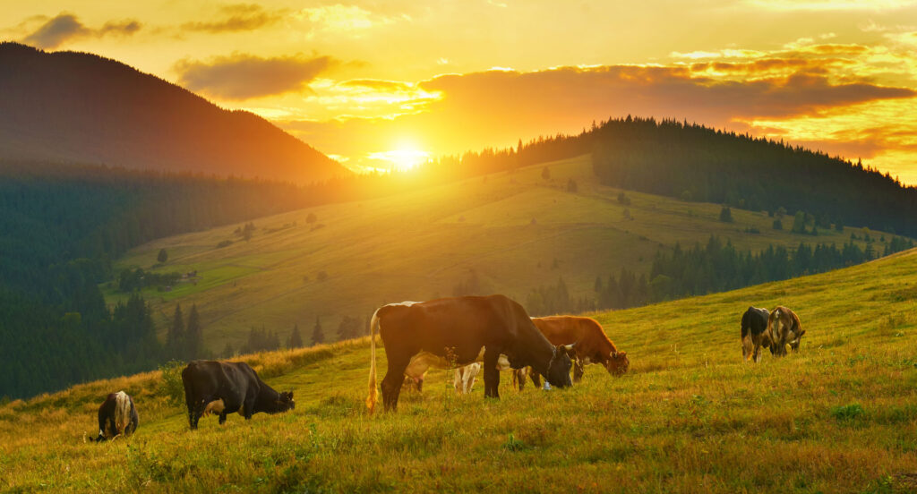 WSU livestock management platform named Microsoft ‘AI for Good’ winner ...