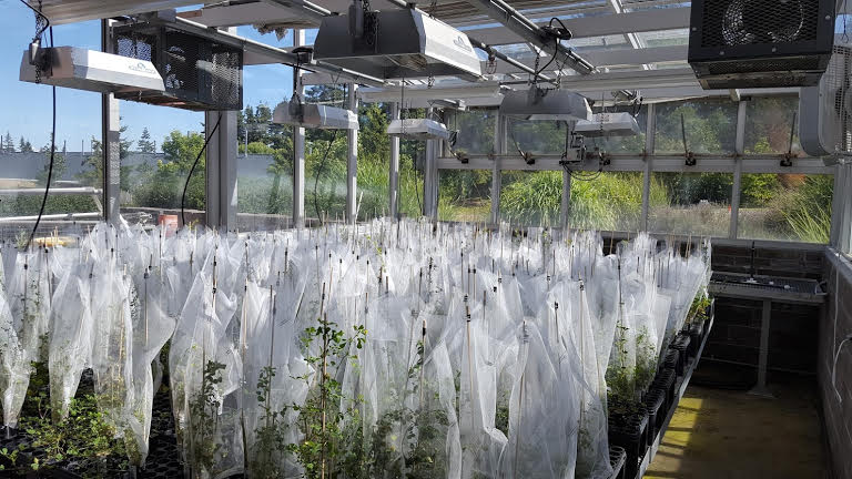 Bagged Plants | Stephanie Porter Lab | Washington State University