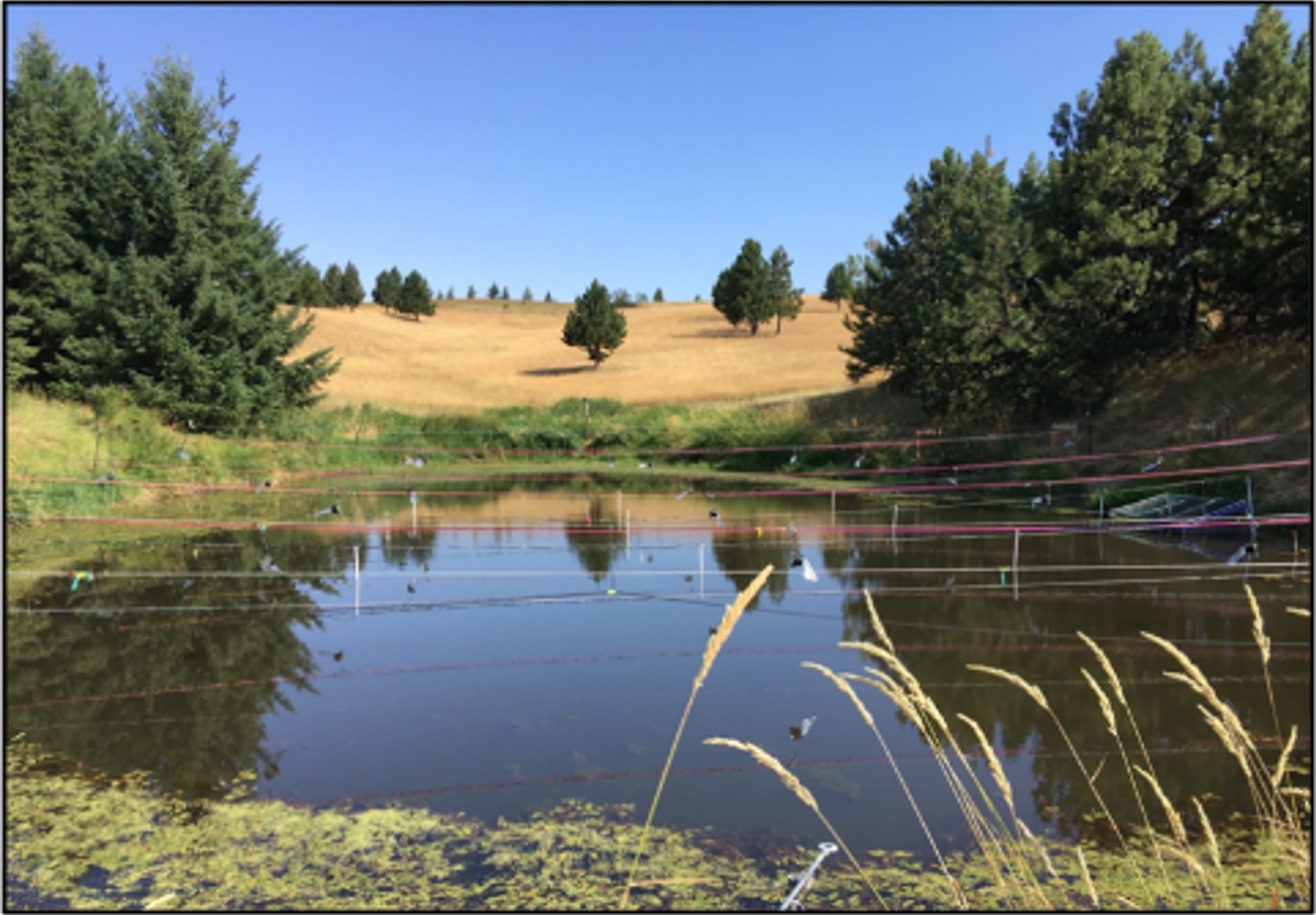 Ponds | Environmental Hydrodynamics | Washington State University