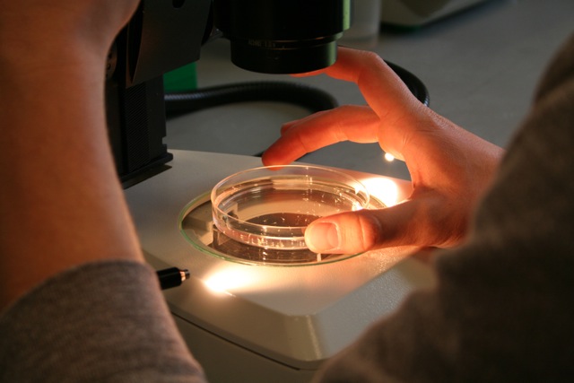 Opportunities | Cynthia Cooper's Lab | Washington State University