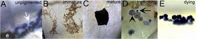 panel_mel_development | Cynthia Cooper's Lab | Washington State University