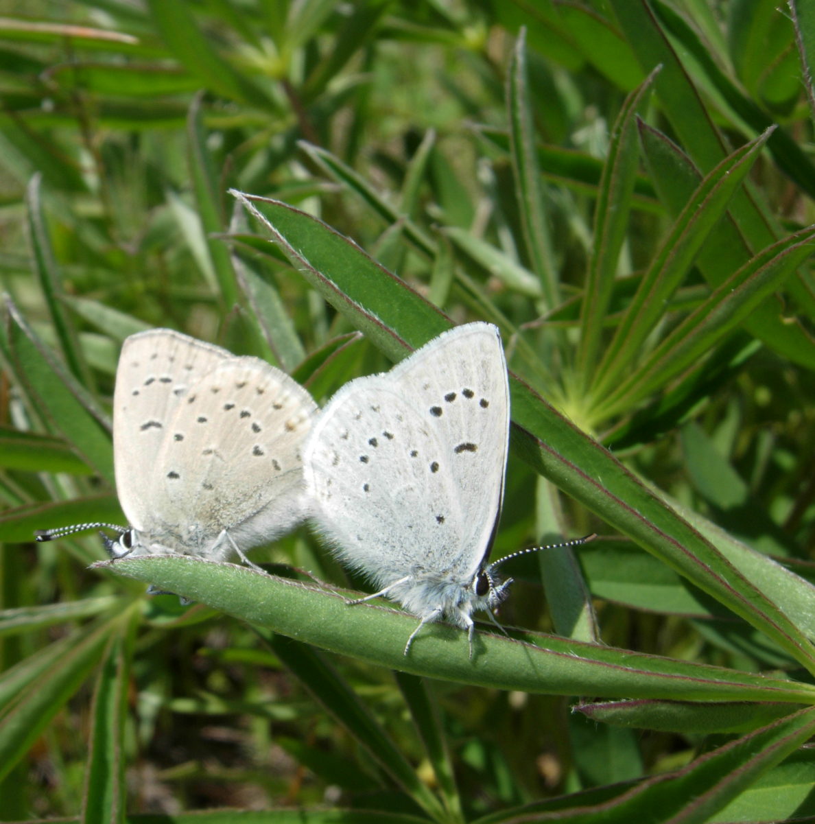 Butterfly Ecology | Conservation Biology Lab | Washington State University