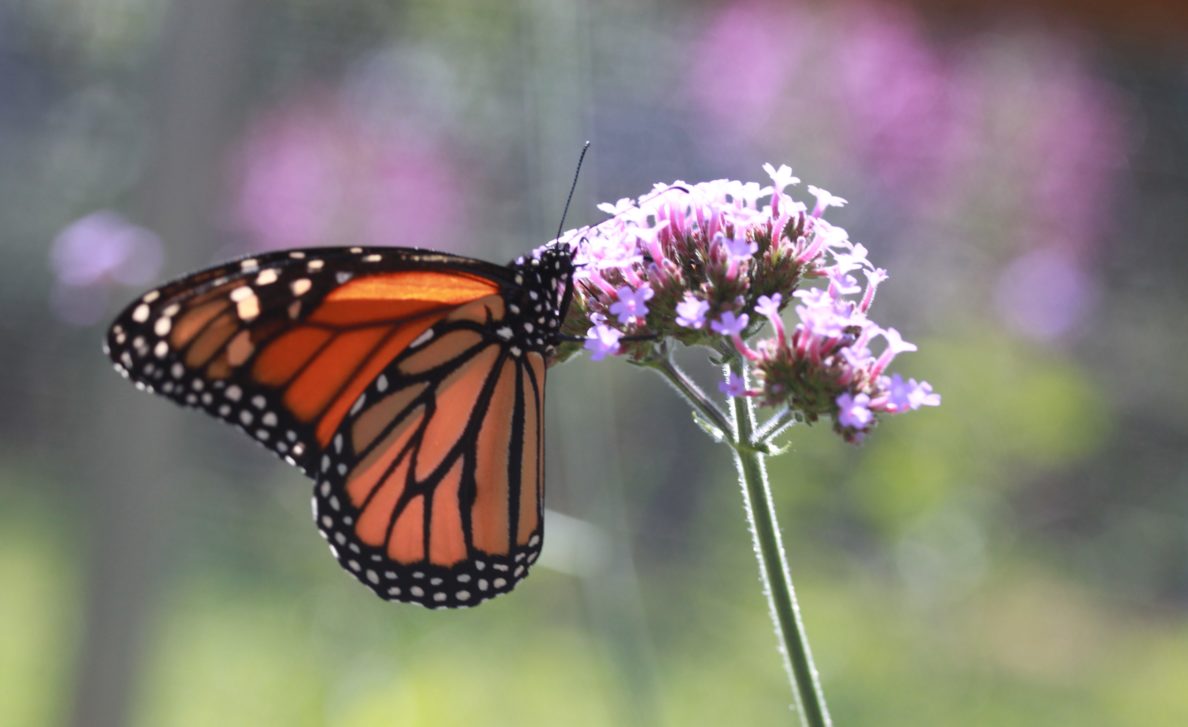 Western Monarchs | Conservation Biology Lab | Washington State University Western Monarchs | Conservation Biology Lab | Washington State University