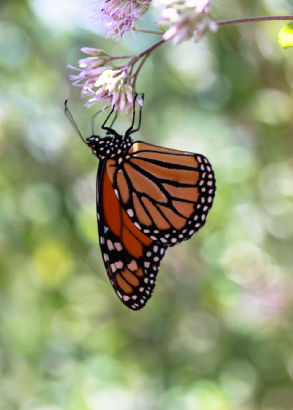 Monarch_at_Elkton2 | Conservation Biology Lab | Washington State University Monarch_at_Elkton2 | Conservation Biology Lab | Washington State University