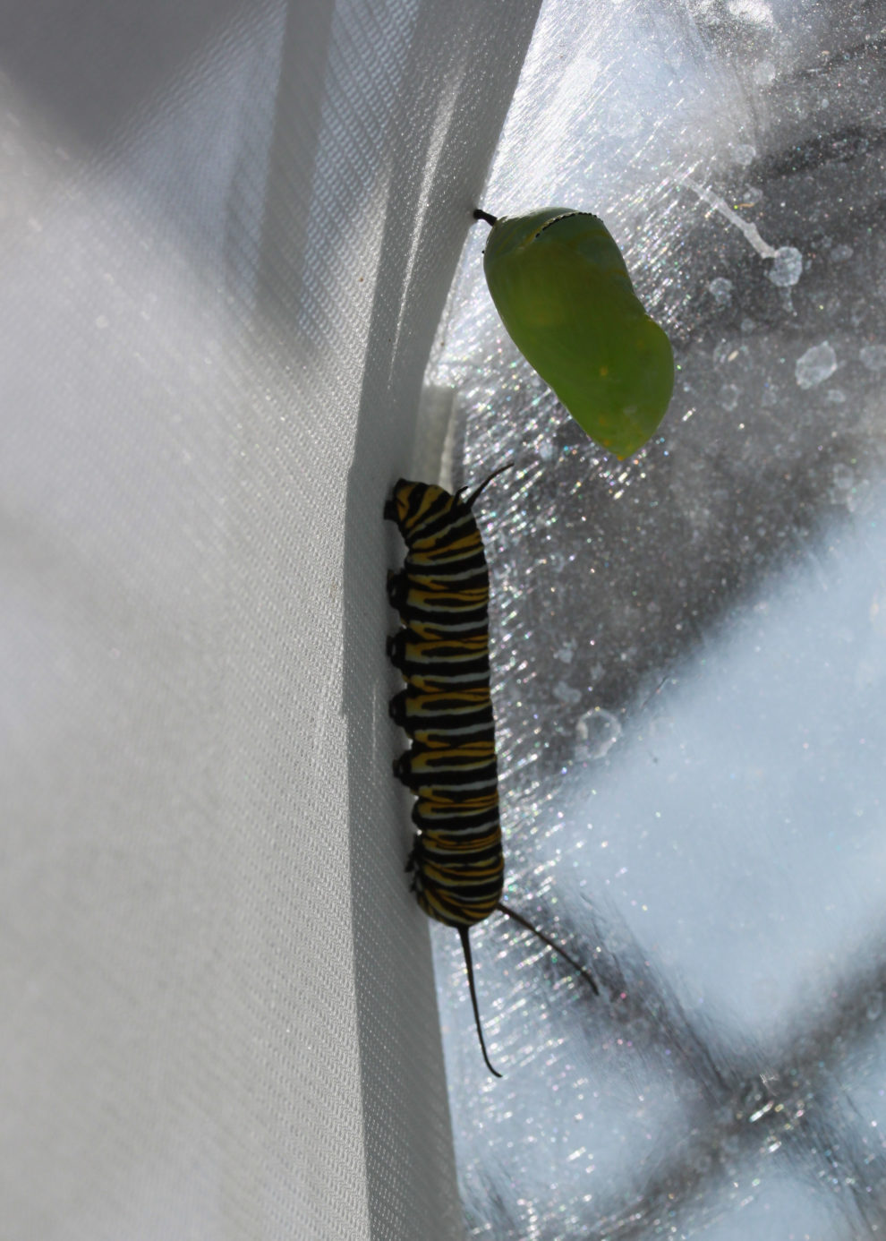 monarch_and_pupa | Conservation Biology Lab | Washington State University monarch_and_pupa | Conservation Biology Lab | Washington State University