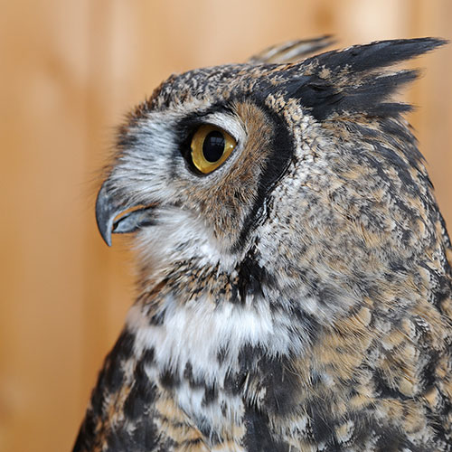 Great Horned Owl Profile Who Goes There? New York's Owls, The Unique