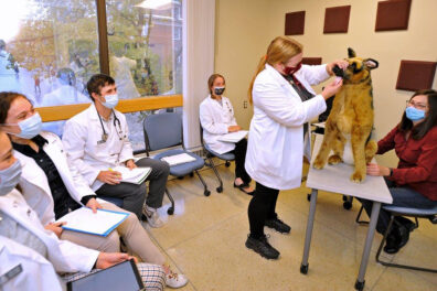 Discover Our Program | College of Veterinary Medicine | Washington ...