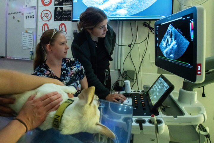 Meet the Class of 2024: Cassidy Freeman | College of Veterinary ...