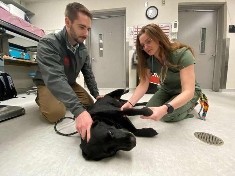Meet the Class of 2025: Ashlee Buist | College of Veterinary Medicine ...