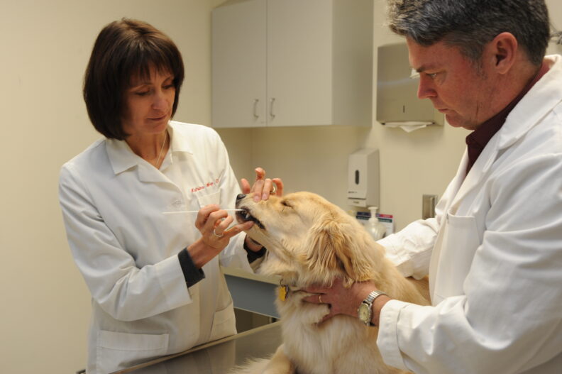 MDR1 testing | Program in Individualized Medicine | Washington State ...