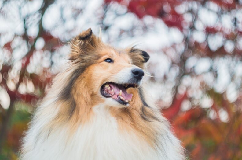 Dog breeds commonly affected by MDR1 mutation | Program in ...