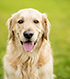 Dog breeds commonly affected by MDR1 mutation | Program in ...