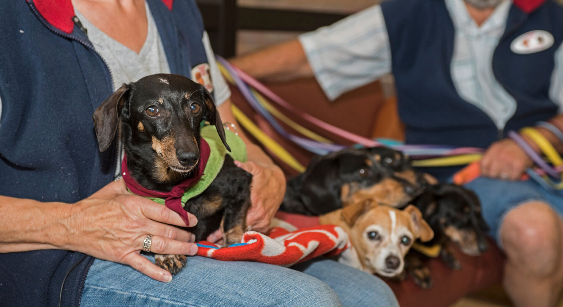 It’s not often one gets to cure Booda | Veterinary Teaching Hospital ...