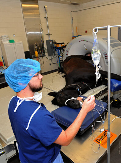 Anesthesia | Veterinary Teaching Hospital | Washington State University