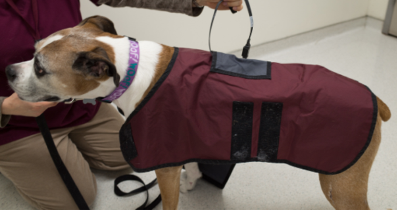 How to fit a dog with a Holter monitor | Veterinary Teaching Hospital ...