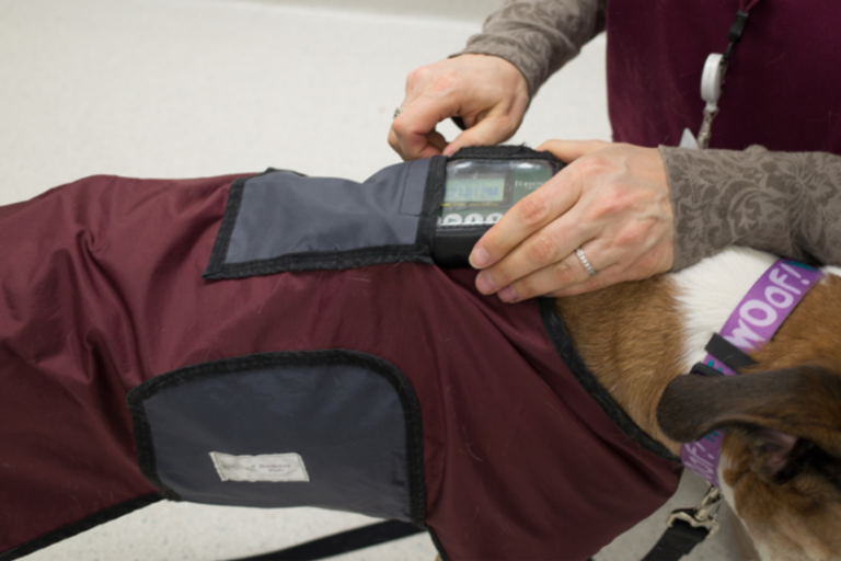 How to fit a dog with a Holter monitor | Veterinary Teaching Hospital ...