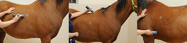 How to fit a horse with a Holter monitor | Veterinary Teaching Hospital ...