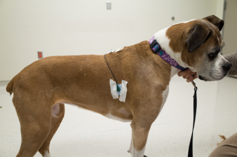 How to fit a dog with a Holter monitor | Veterinary Teaching Hospital ...