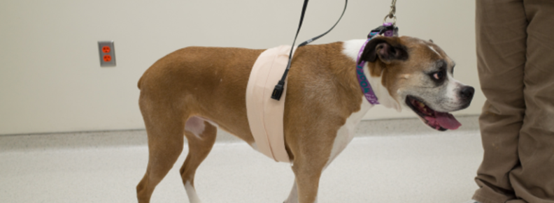 How to fit a dog with a Holter monitor | Veterinary Teaching Hospital ...