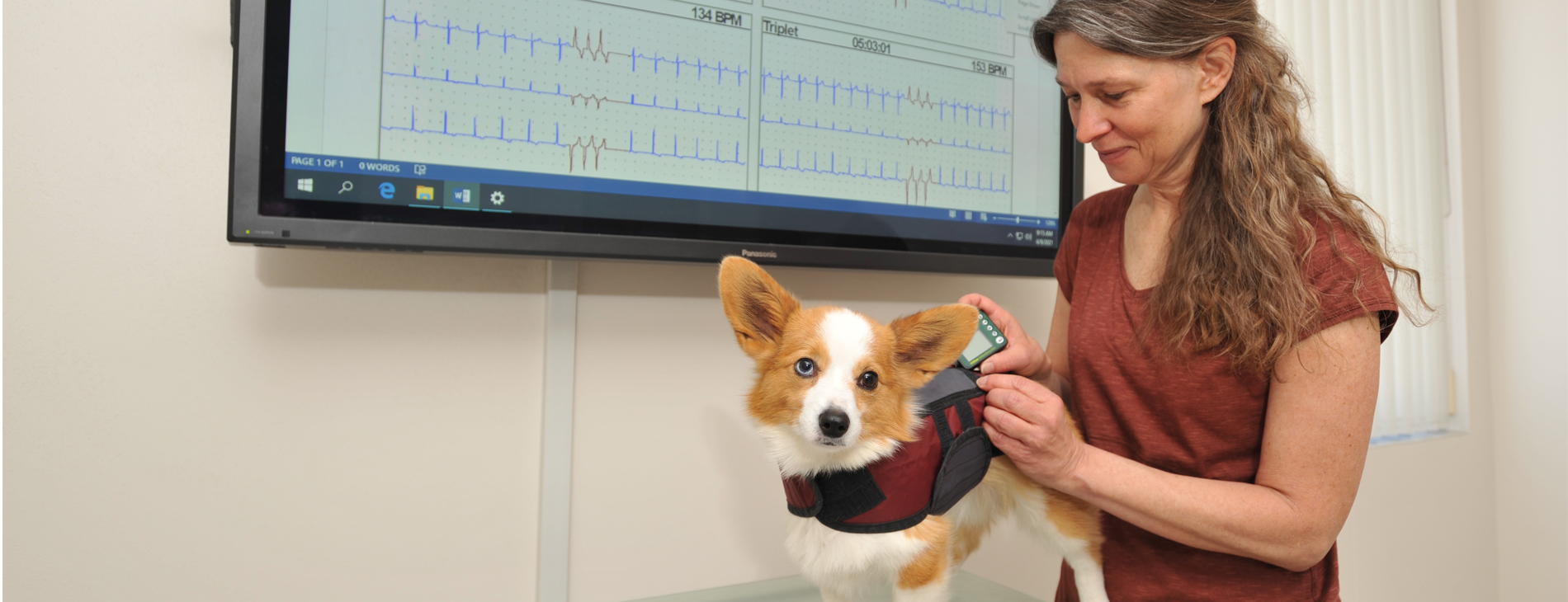 Holter Monitoring | Veterinary Teaching Hospital | Washington State ...