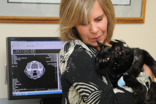 Feline Lymphoma | Veterinary Teaching Hospital | Washington State ...