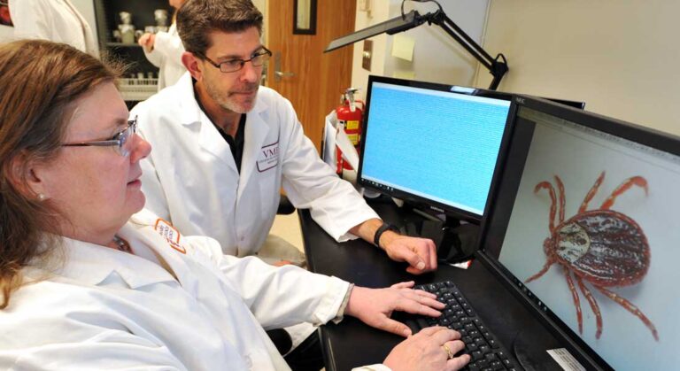 Ticks | Veterinary Teaching Hospital | Washington State University