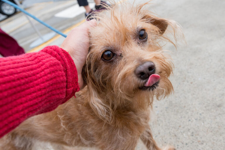 Urinary incontinence in dogs | Veterinary Teaching Hospital ...