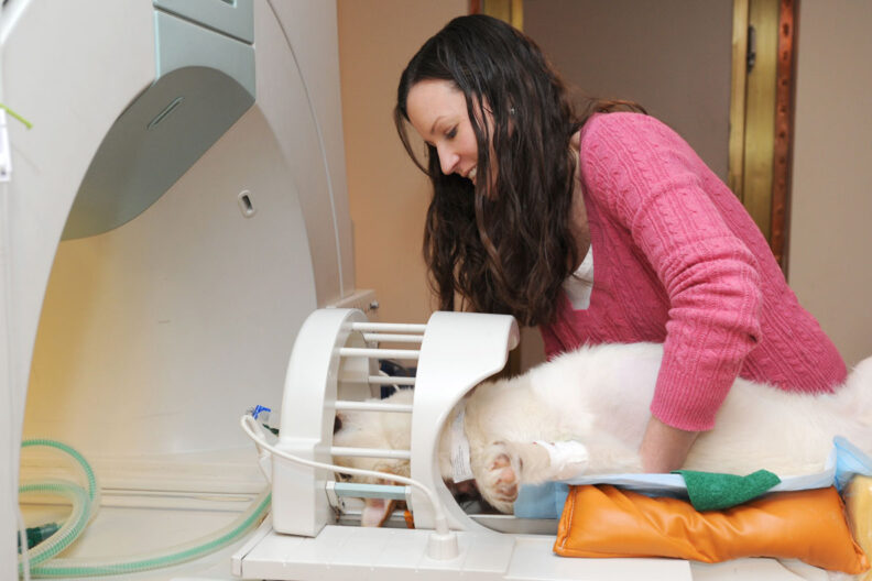 Seizures | Veterinary Teaching Hospital | Washington State University