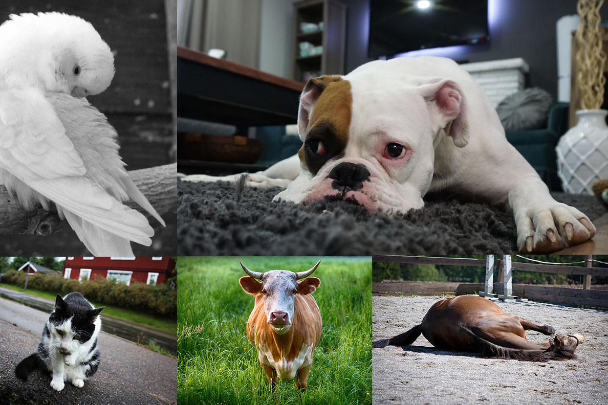 How to tell if your pet is in pain | Veterinary Teaching Hospital ...