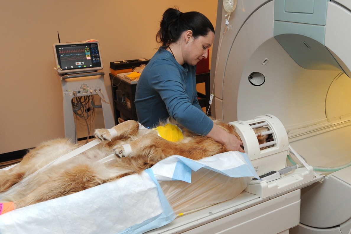 Common spinal injuries in dogs | Veterinary Teaching Hospital ...