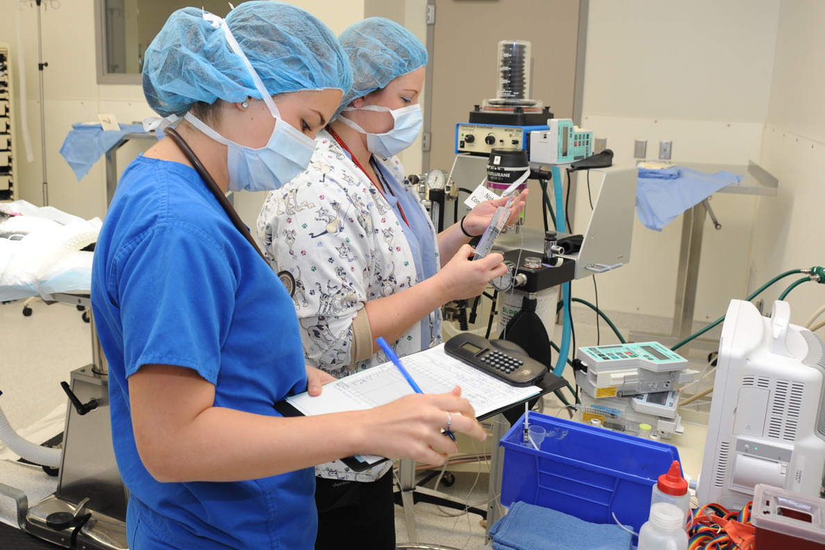 Pets and anesthesia | Veterinary Teaching Hospital | Washington State ...