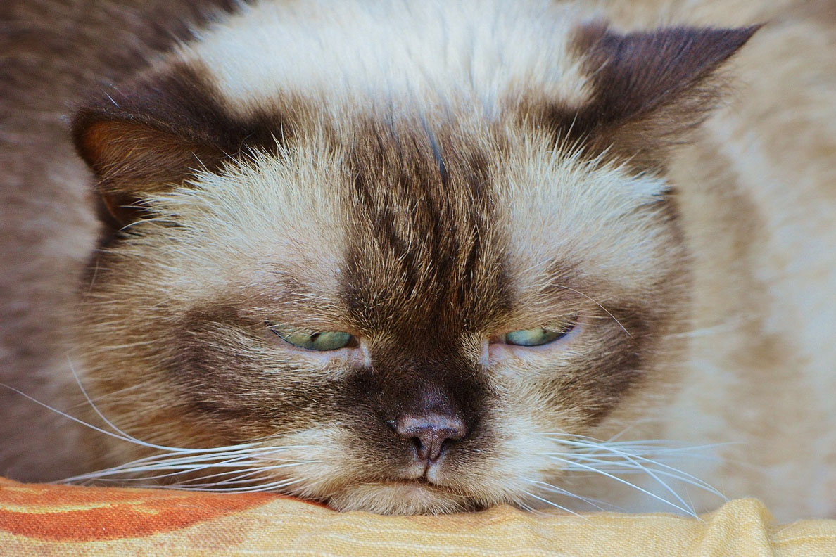 Hyperthyroidism in cats | Veterinary Teaching Hospital | Washington ...