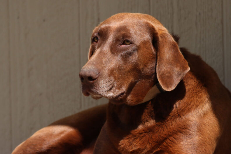 Examining and medicating the ears of a dog | Veterinary Teaching ...
