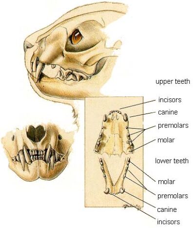 Digestive system of the cat | Veterinary Teaching Hospital | Washington ...