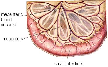 Digestive system of the cat | Veterinary Teaching Hospital | Washington ...