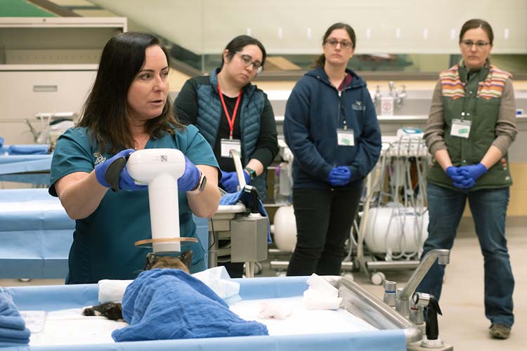 For Veterinarians | Veterinary Teaching Hospital | Washington State ...