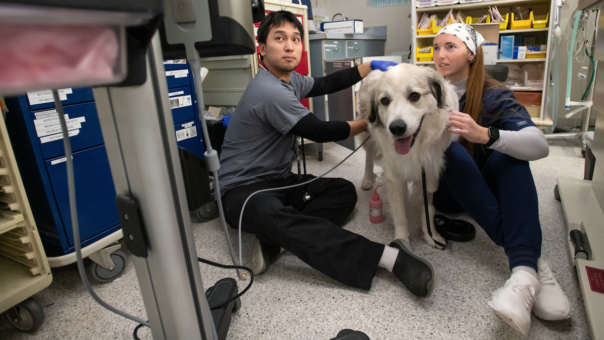 Emergency & Critical Care | Veterinary Teaching Hospital | Washington ...